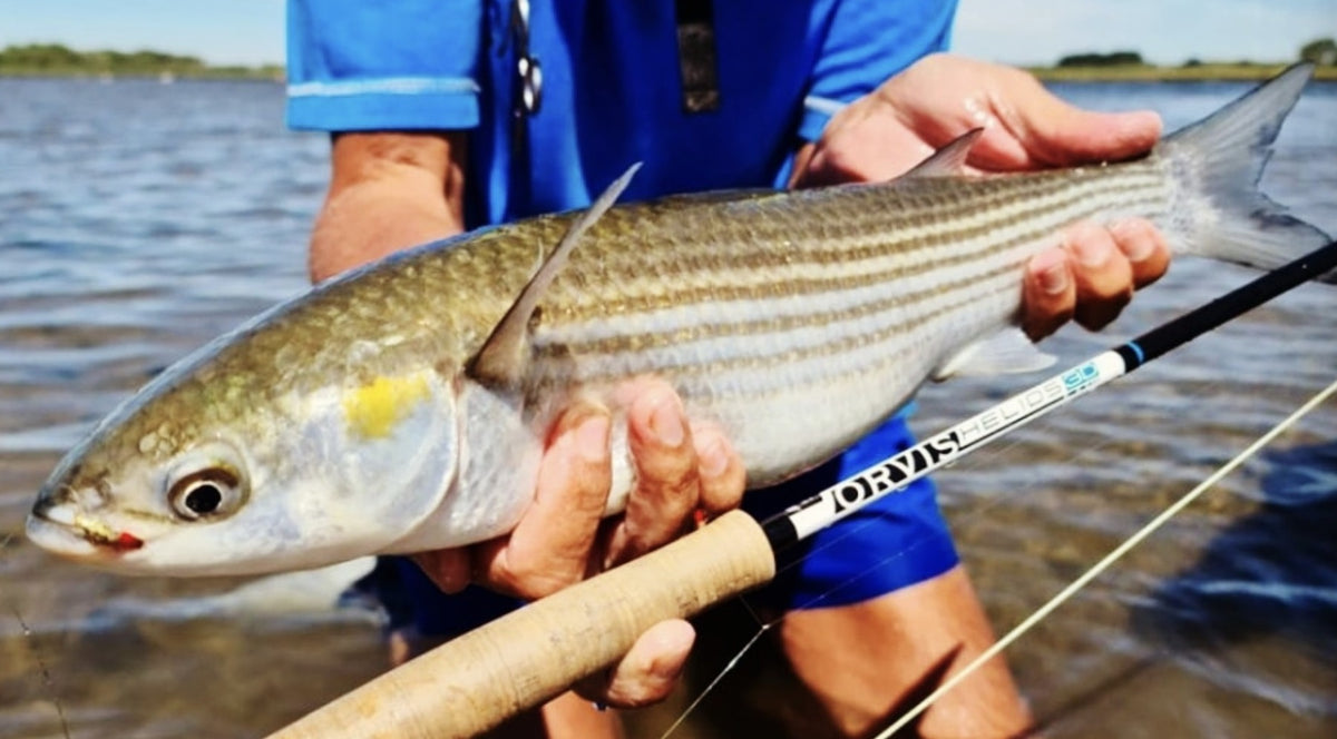 Mullet Identification | Is it a thick-lip or thin-lip mullet? – Orvis UK