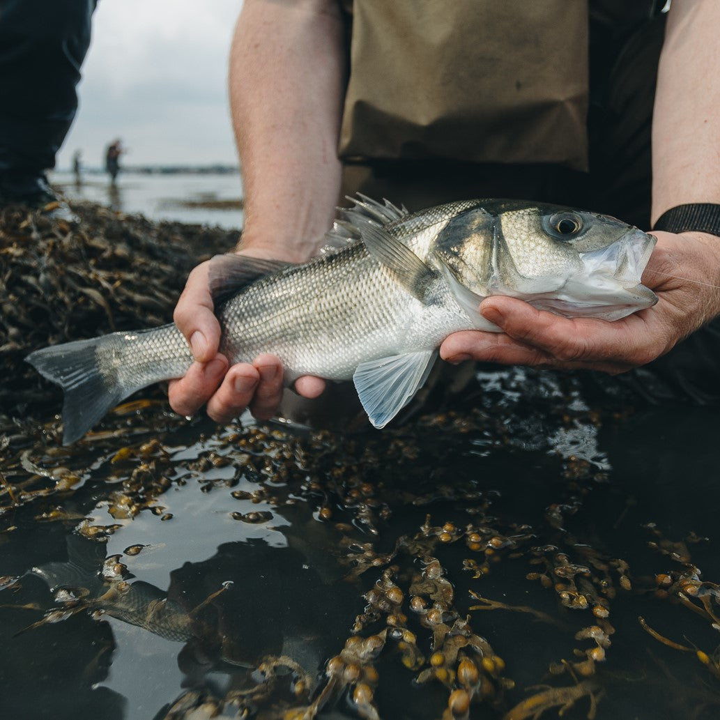 The Catch Series: Catch a Bass Experience – Orvis UK