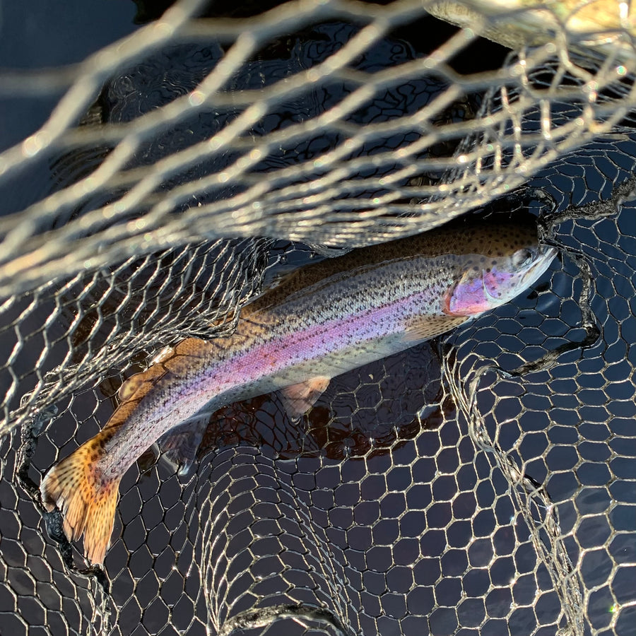 The Catch Series: Chalkstream Trout Experience - Hampshire – Orvis UK